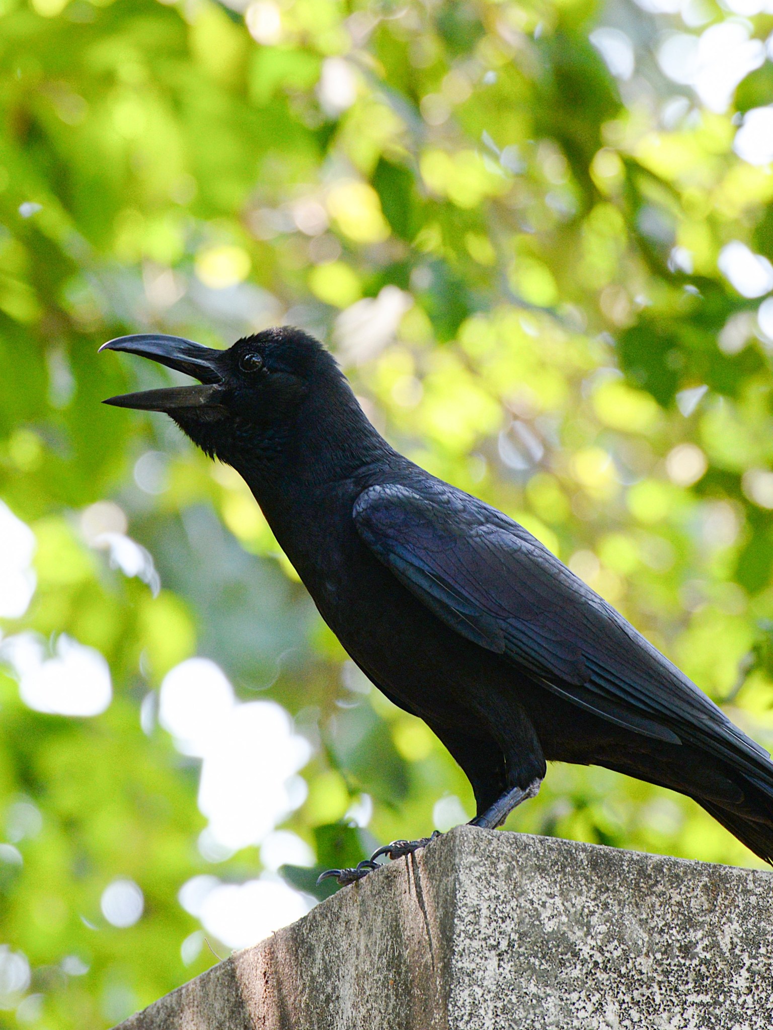 Message from Archangel Orion featuring the crow symbolism – Flowing ...