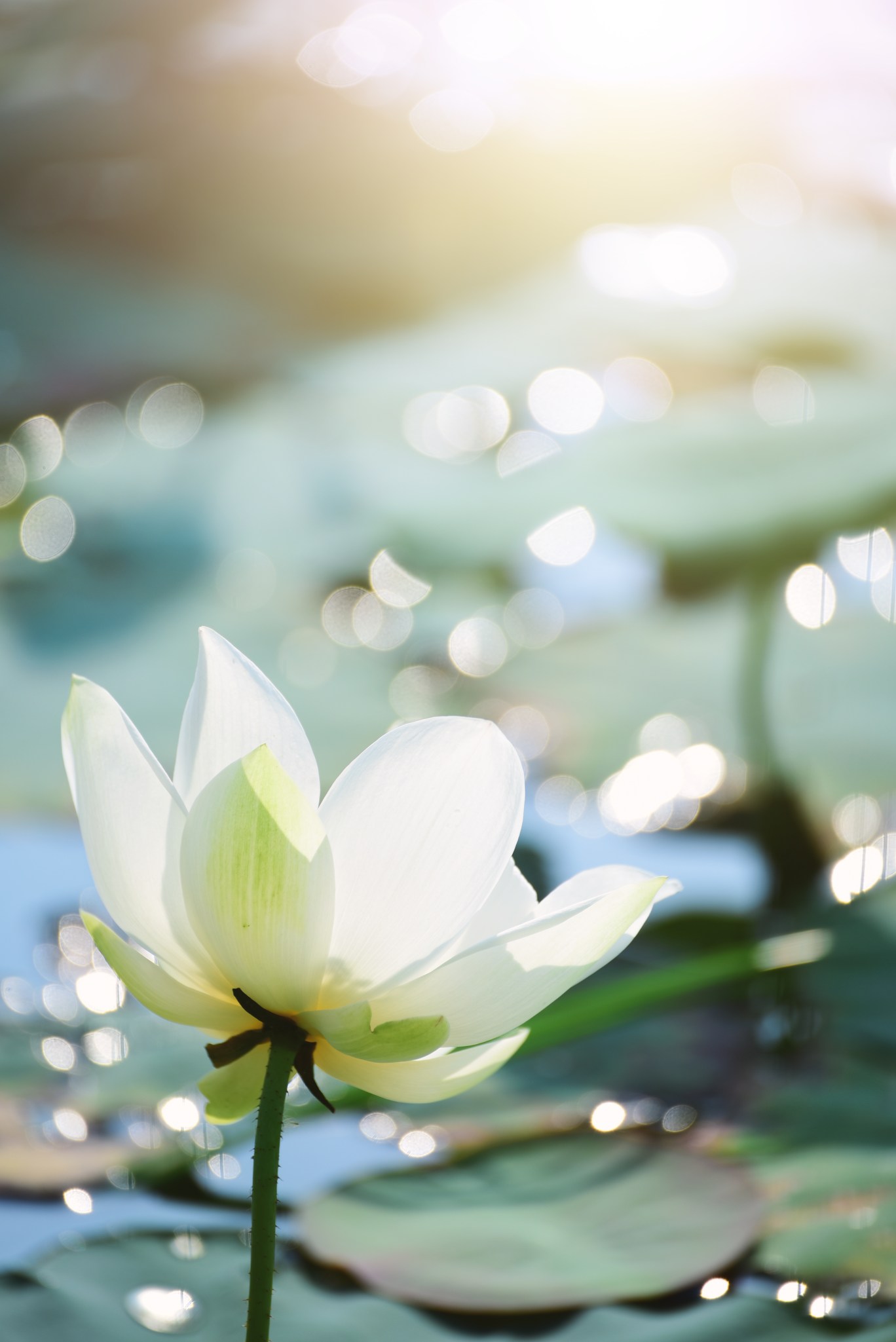 Message from Archangel Gabriel featuring the white lotus symbolism ...