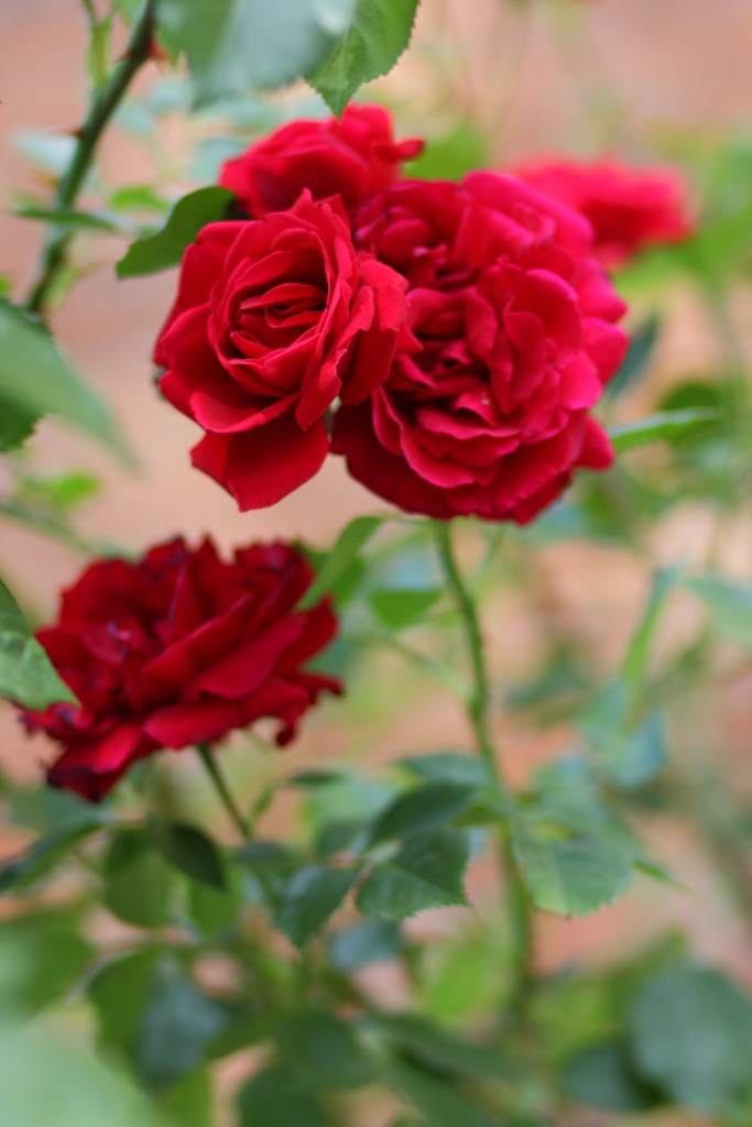 Message from Archangel Zadkiel featuring the red rose symbolism ...