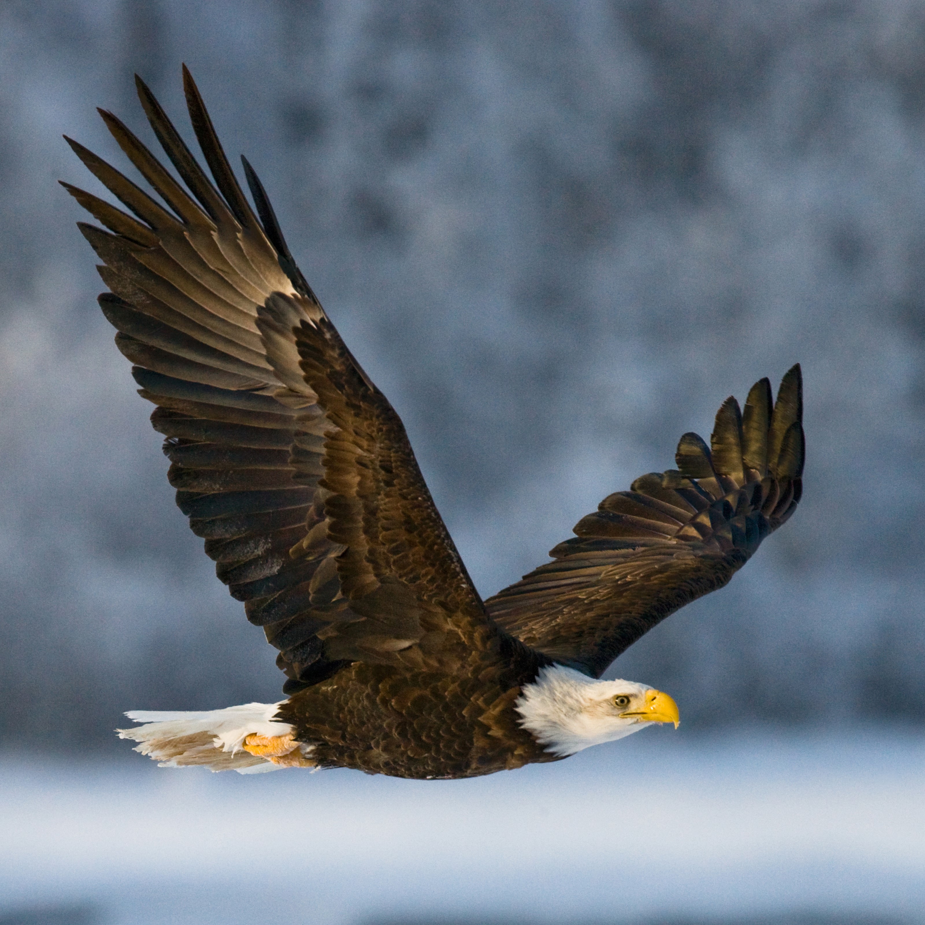 Message from Archangel Nathaniel featuring the symbolism of the eagle ...