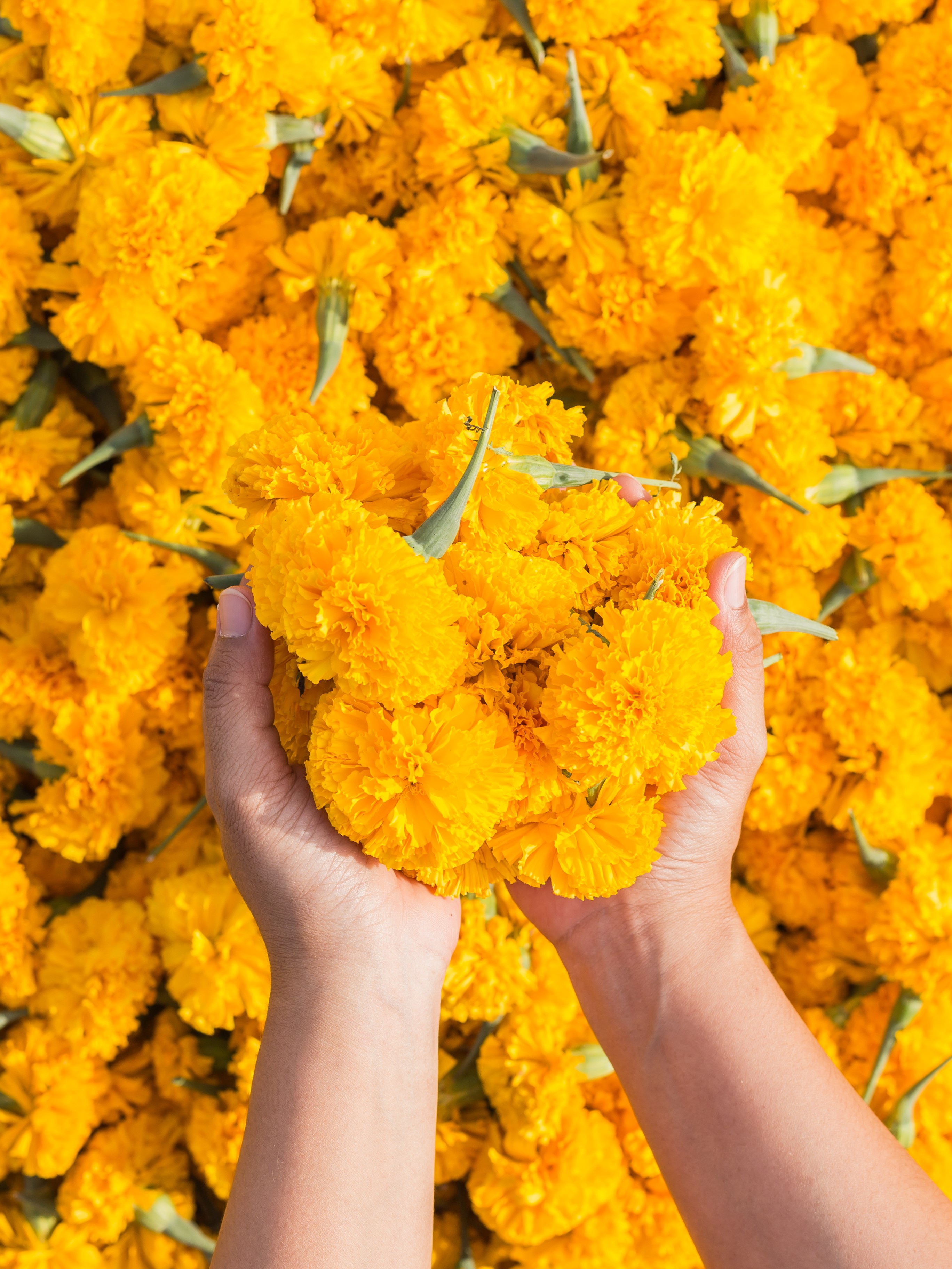 Message from Archangel Sandalphon featuring the symbolism of the ...