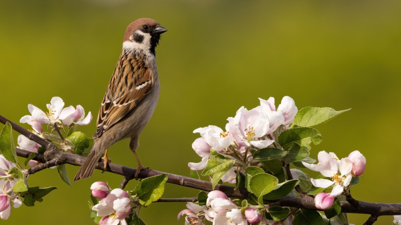Message from Archangel Ariel featuring the symbolism of the sparrow ...