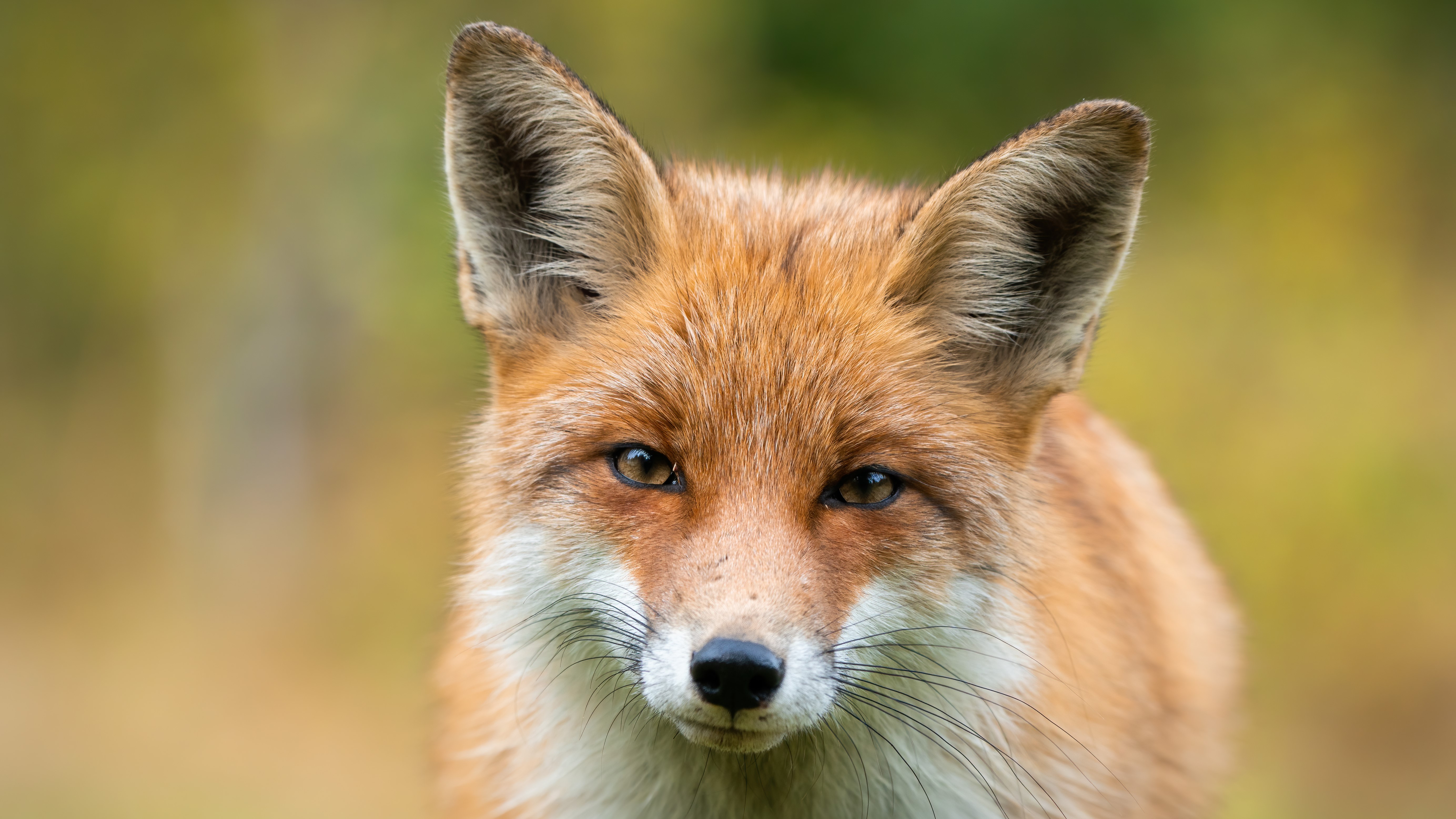 Message from the Guardian Angel Collective featuring the symbolism of ...