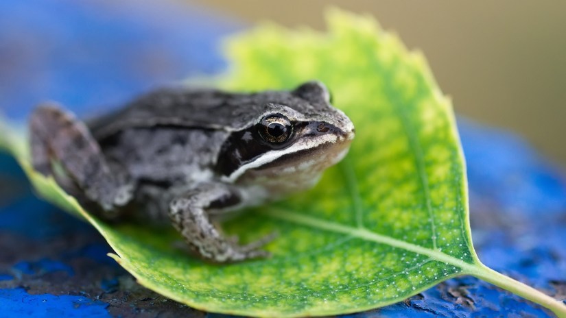 Message from Archangel Zadkiel featuring the symbolism of the toad ...