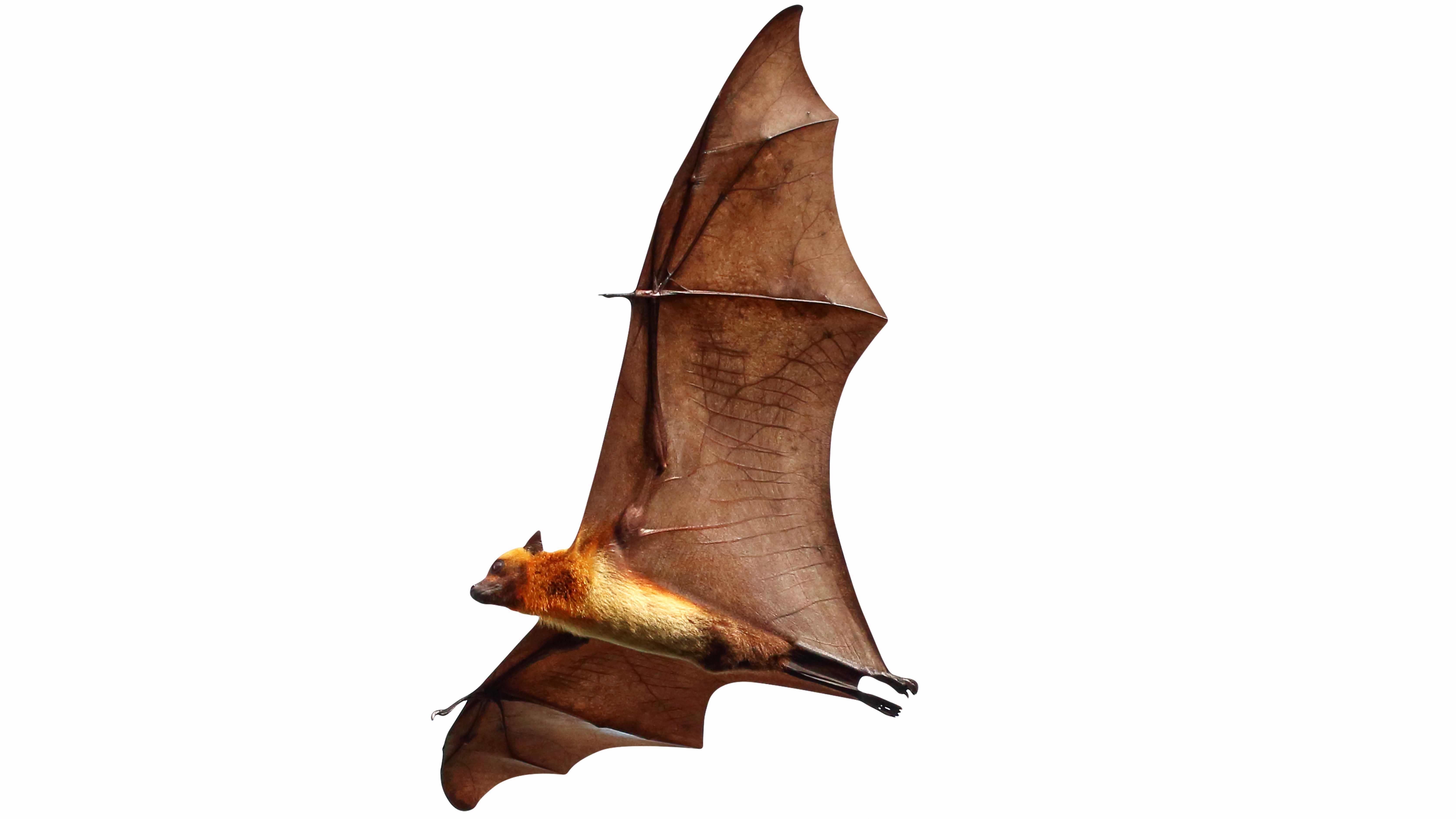 Message from Archangel Michael featuring the symbolism of the bat ...