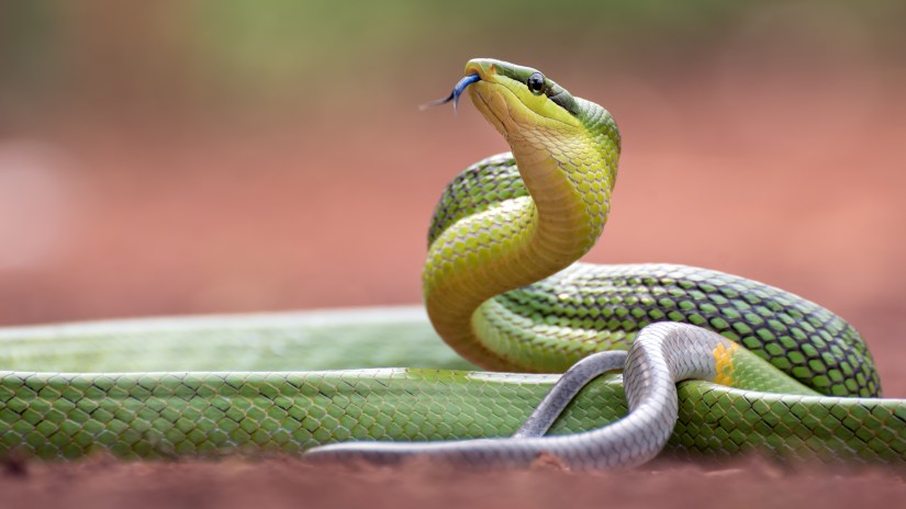 Message from Archangel Raphael featuring the symbolism of the snake ...