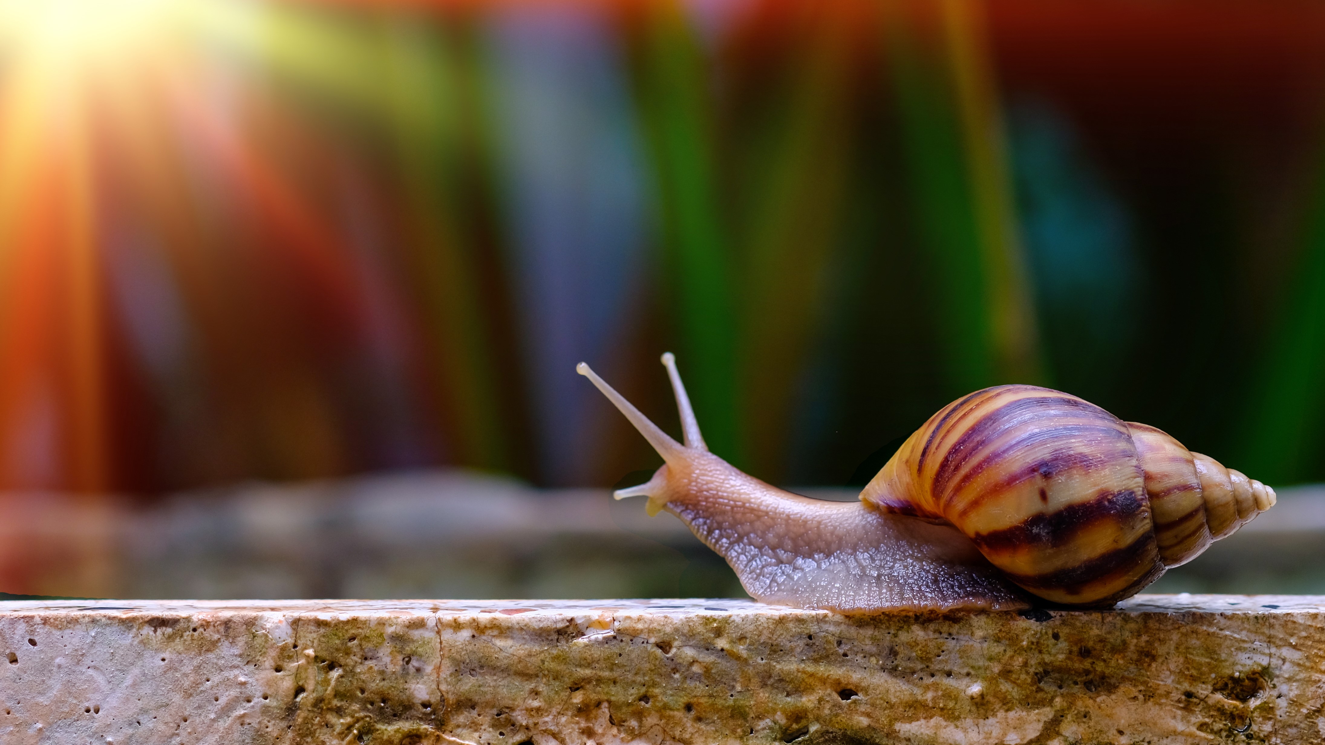 Message from Archangel Sandalphon featuring the symbolism of the snail ...